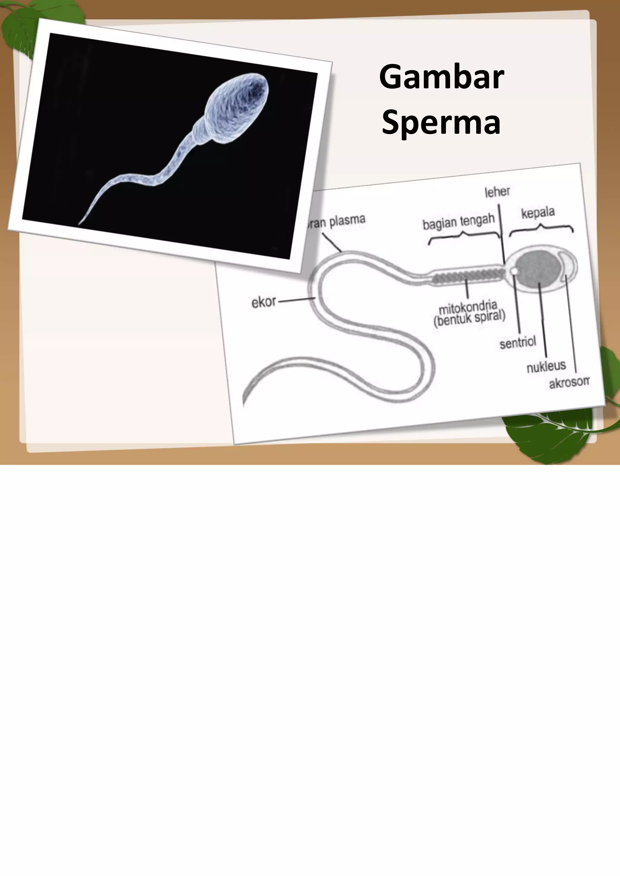 prosespembentukanspermaspermatogenesiskelompok1-131029055542-phpapp02 (1).pdf