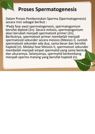 prosespembentukanspermaspermatogenesiskelompok1-131029055542-phpapp02 ...