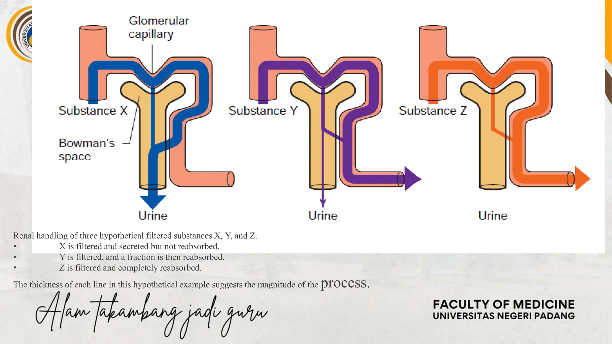 proses pembentukan urine dan komposisis urin .pptx