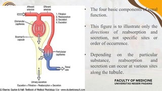 proses pembentukan urine dan komposisis urin .pptx