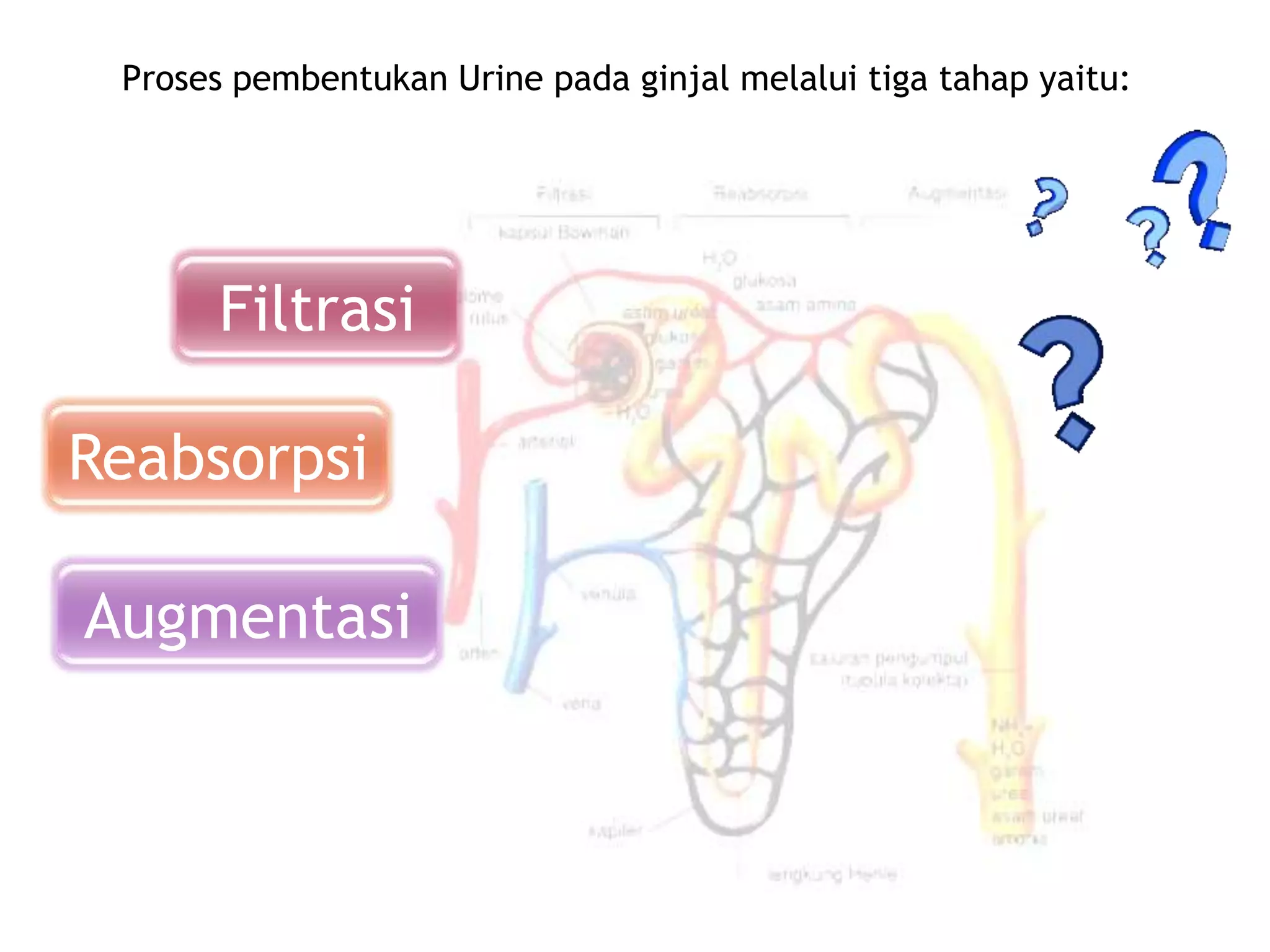 Proses pembentukan urine | PPTX