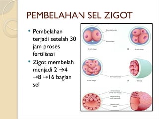 PROSES PEMBUAHAN INTRA – UTERINE pada manusia | PPTX