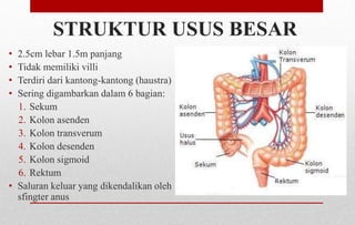 Proses pencernaan pada usus besar | PPT