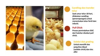 Ruang Proses Penetasan Telur Tetas | PPTX