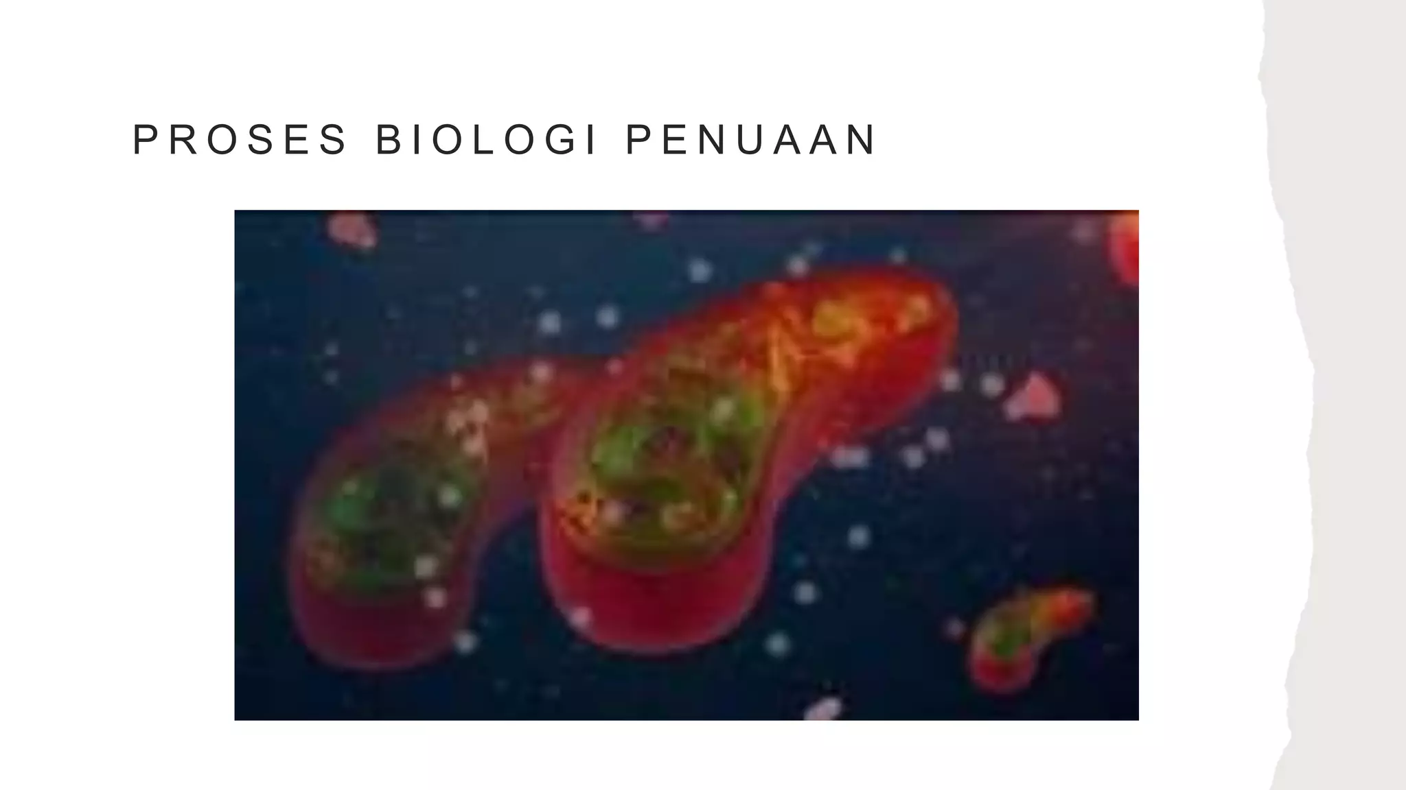 Proses Penuaan dan Perawatan Lansia | PPTX