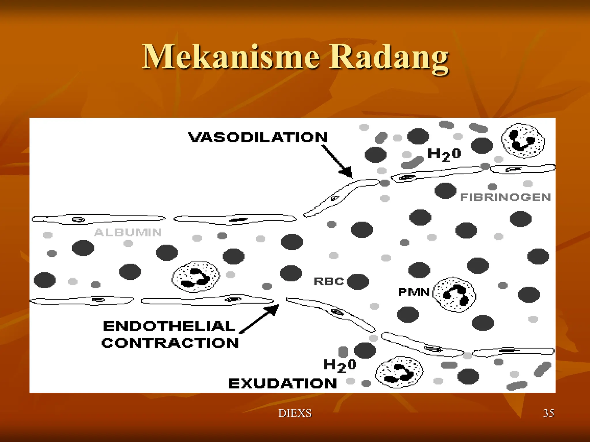 proses peradangan pada sistem tubuh manusia | PPT