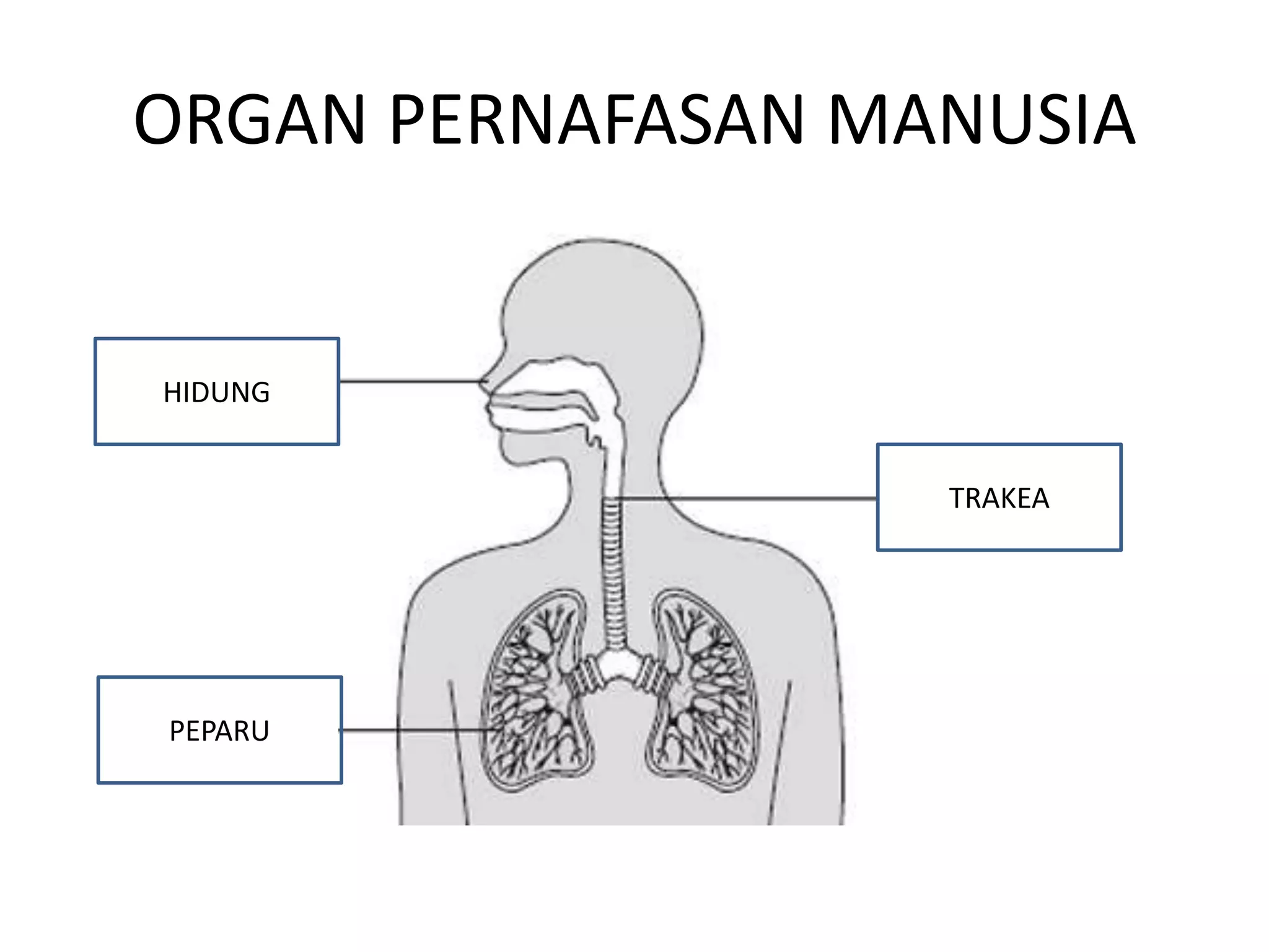Proses pernafasan manusia | PPTX