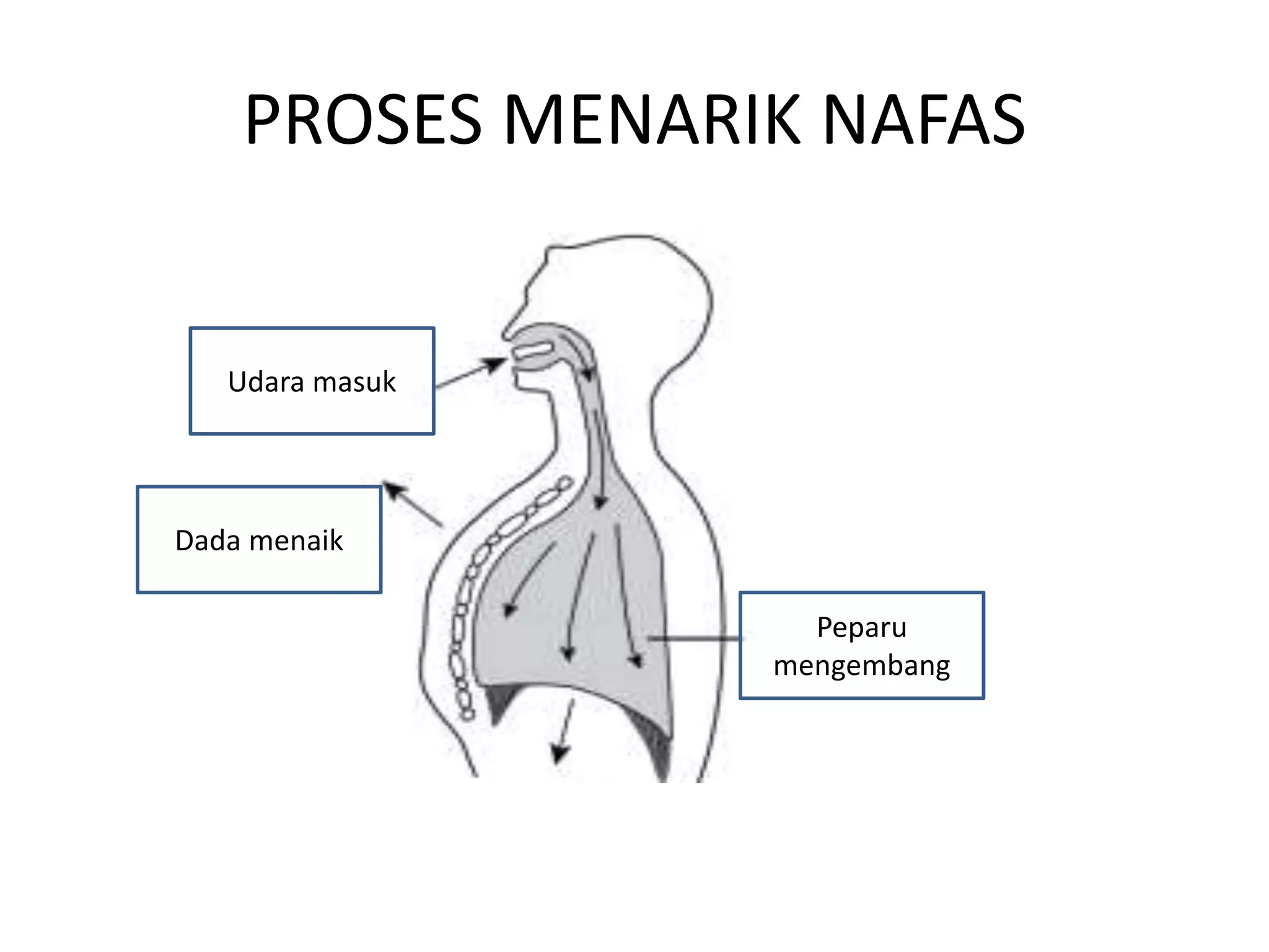 Proses pernafasan manusia | PPTX