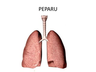Proses pernafasan manusia | PPTX