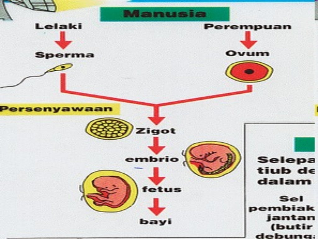 Proses persenyawaan dan kehamilan