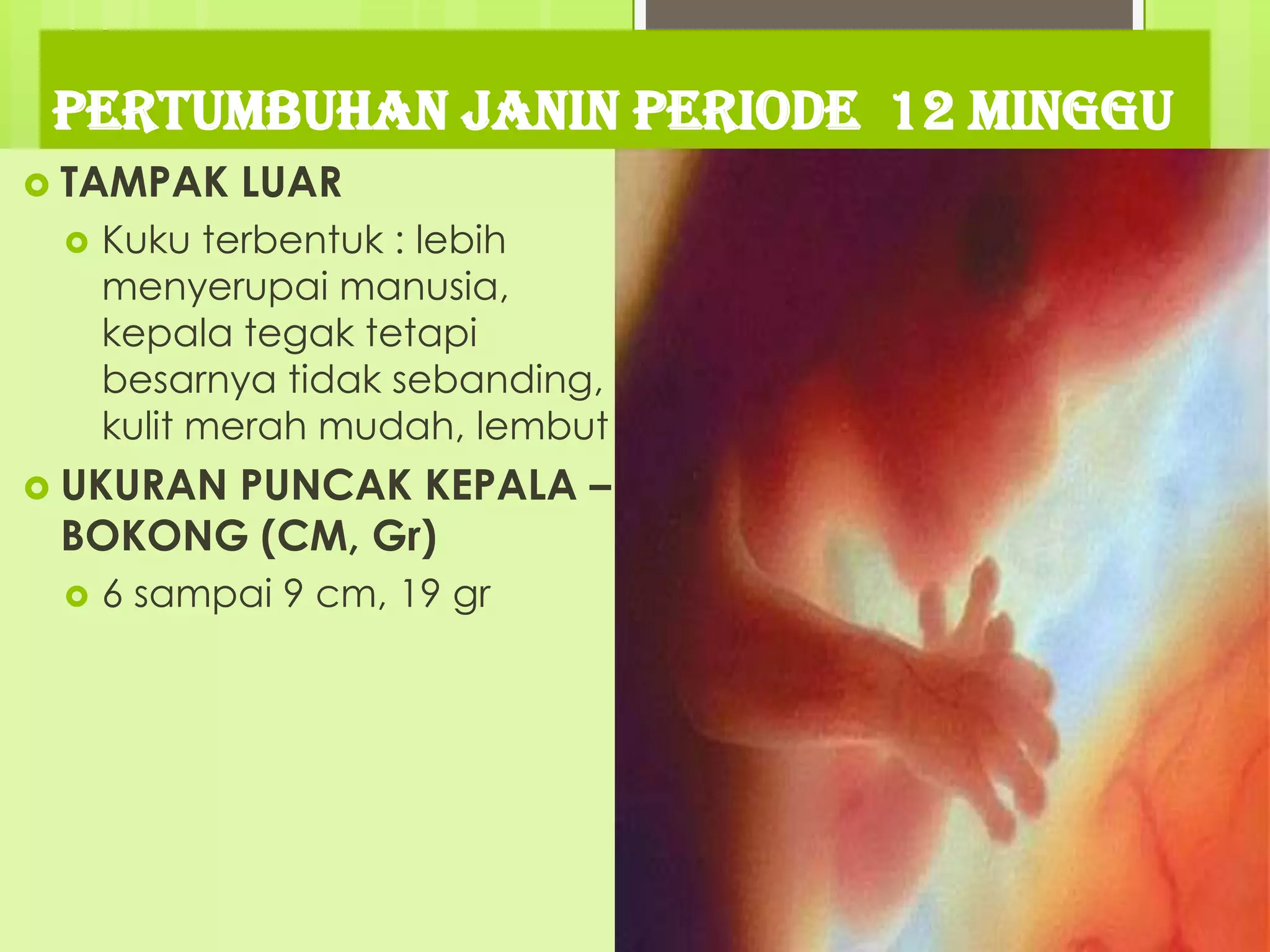 Proses pertumbuhan janin (fetal periode) | PPT