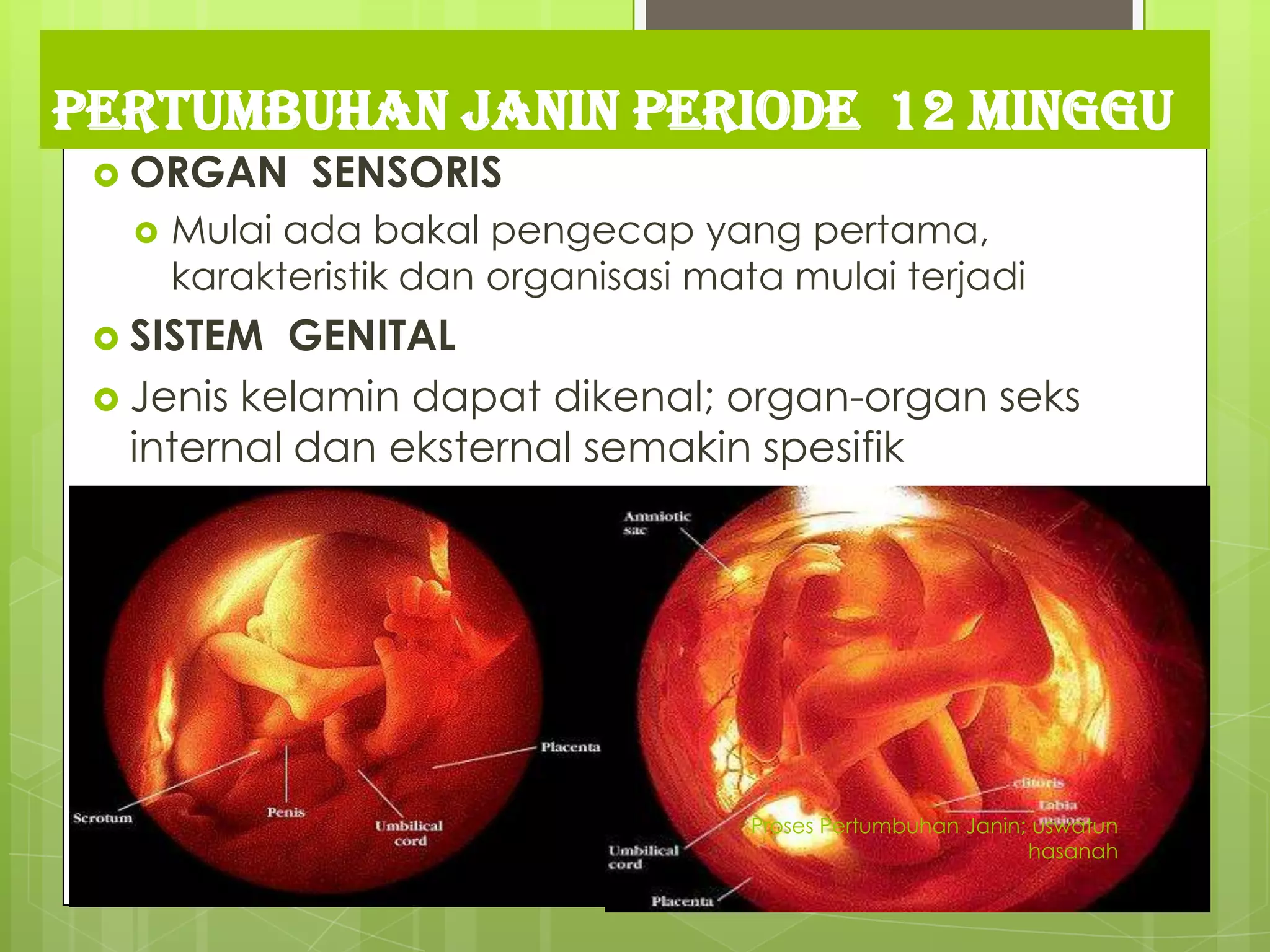 Proses pertumbuhan janin (fetal periode) | PPT