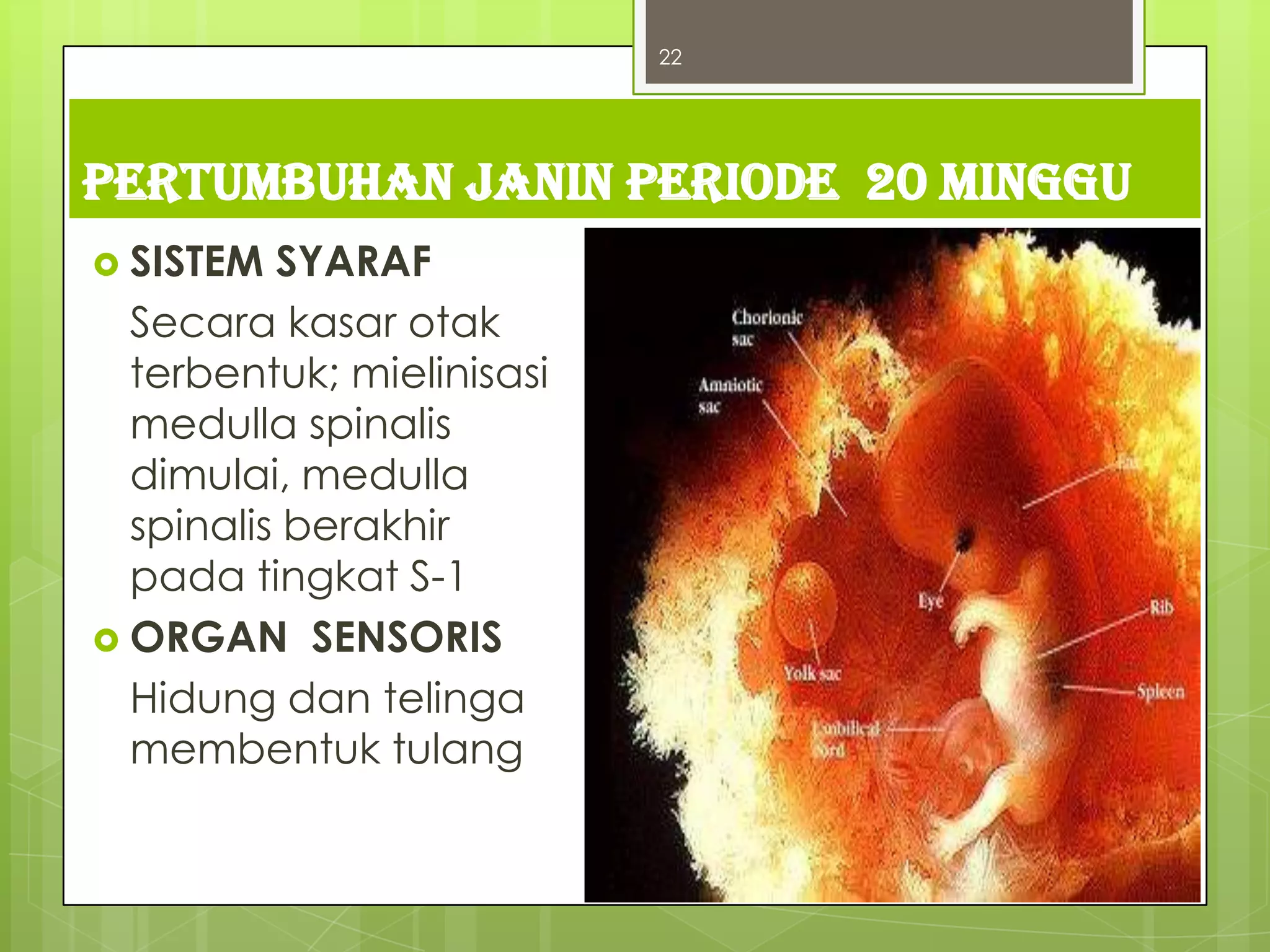 Proses pertumbuhan janin (fetal periode) | PPT