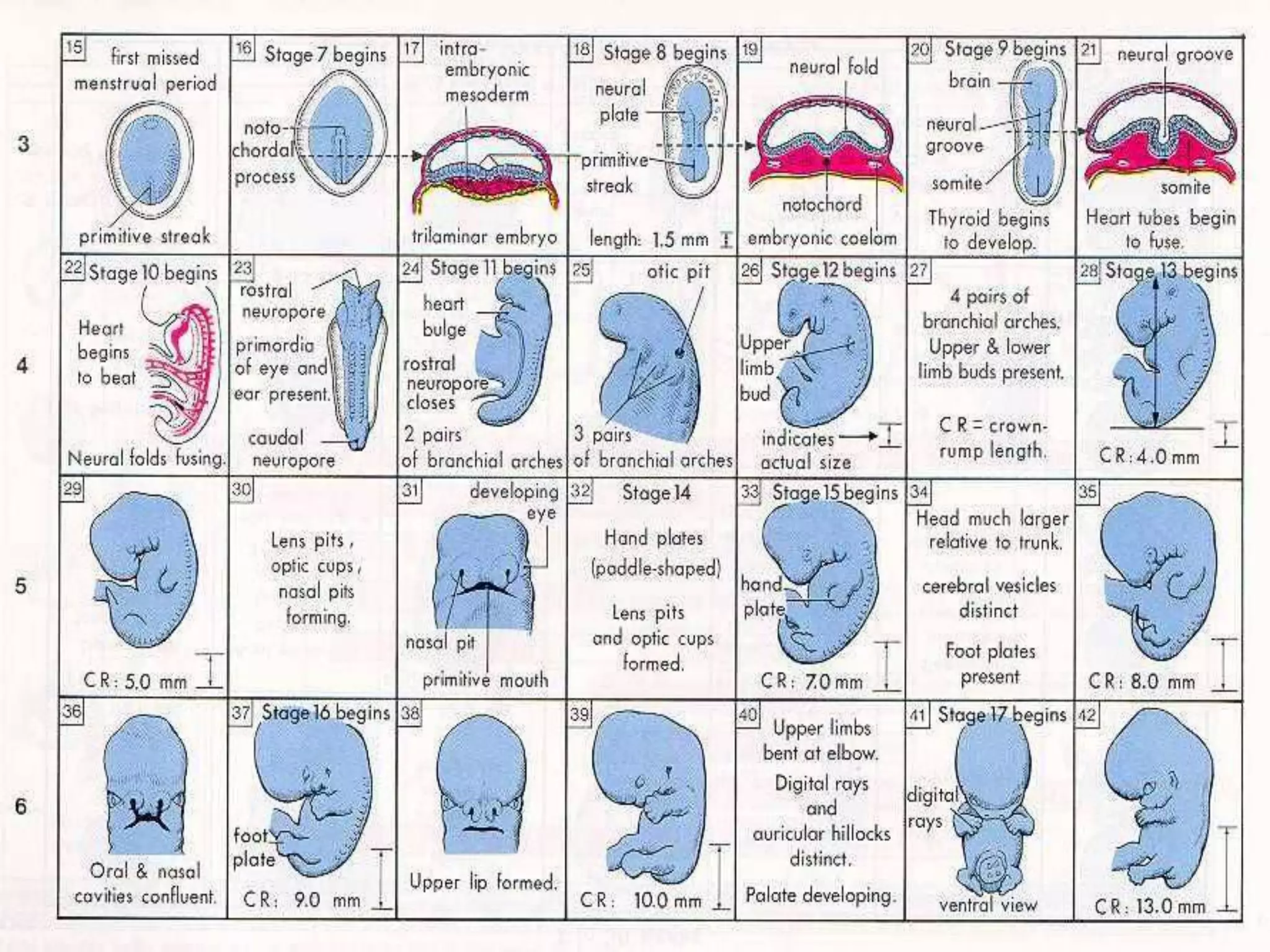 Proses pertumbuhan janin (fetal periode) | PPT