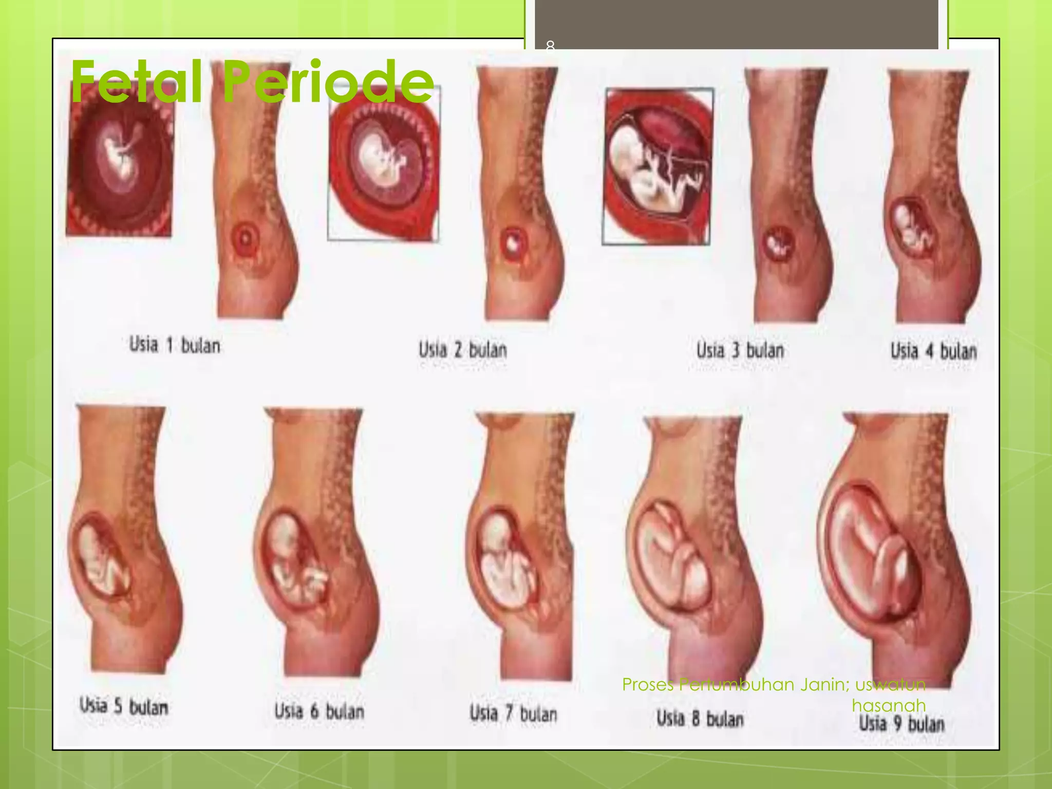 Proses pertumbuhan janin (fetal periode) | PPT