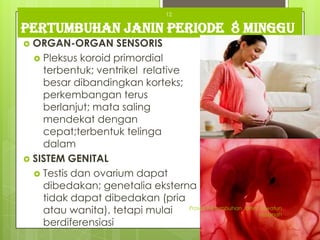 Proses pertumbuhan janin (fetal periode) | PPT