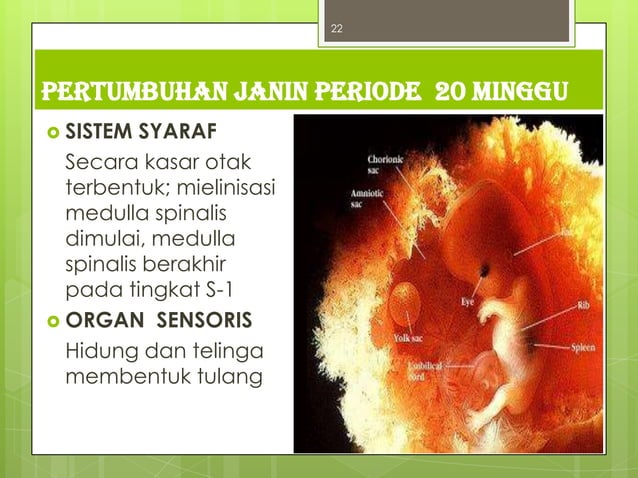 Proses pertumbuhan janin (fetal periode) | PPT