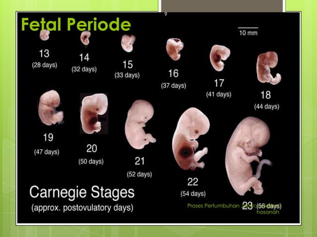 Proses pertumbuhan janin (fetal periode) | PPT