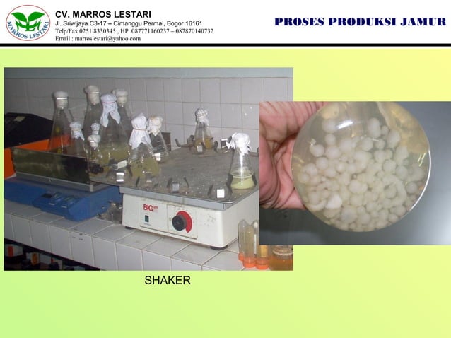 PROSES PRODUKSI JAMUR TIRAM | PPT