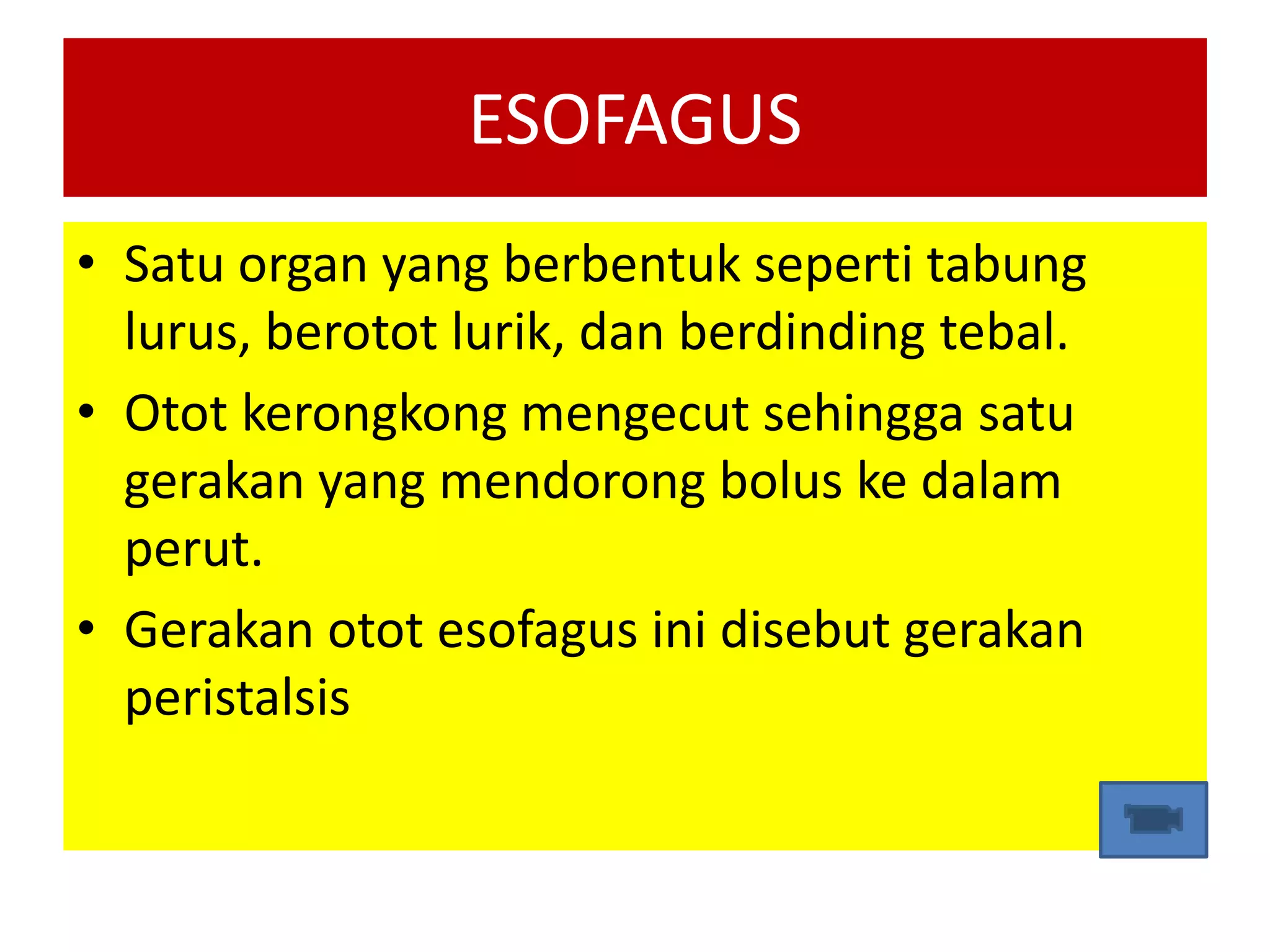 Proses sistem percernaan berlaku | PPTX