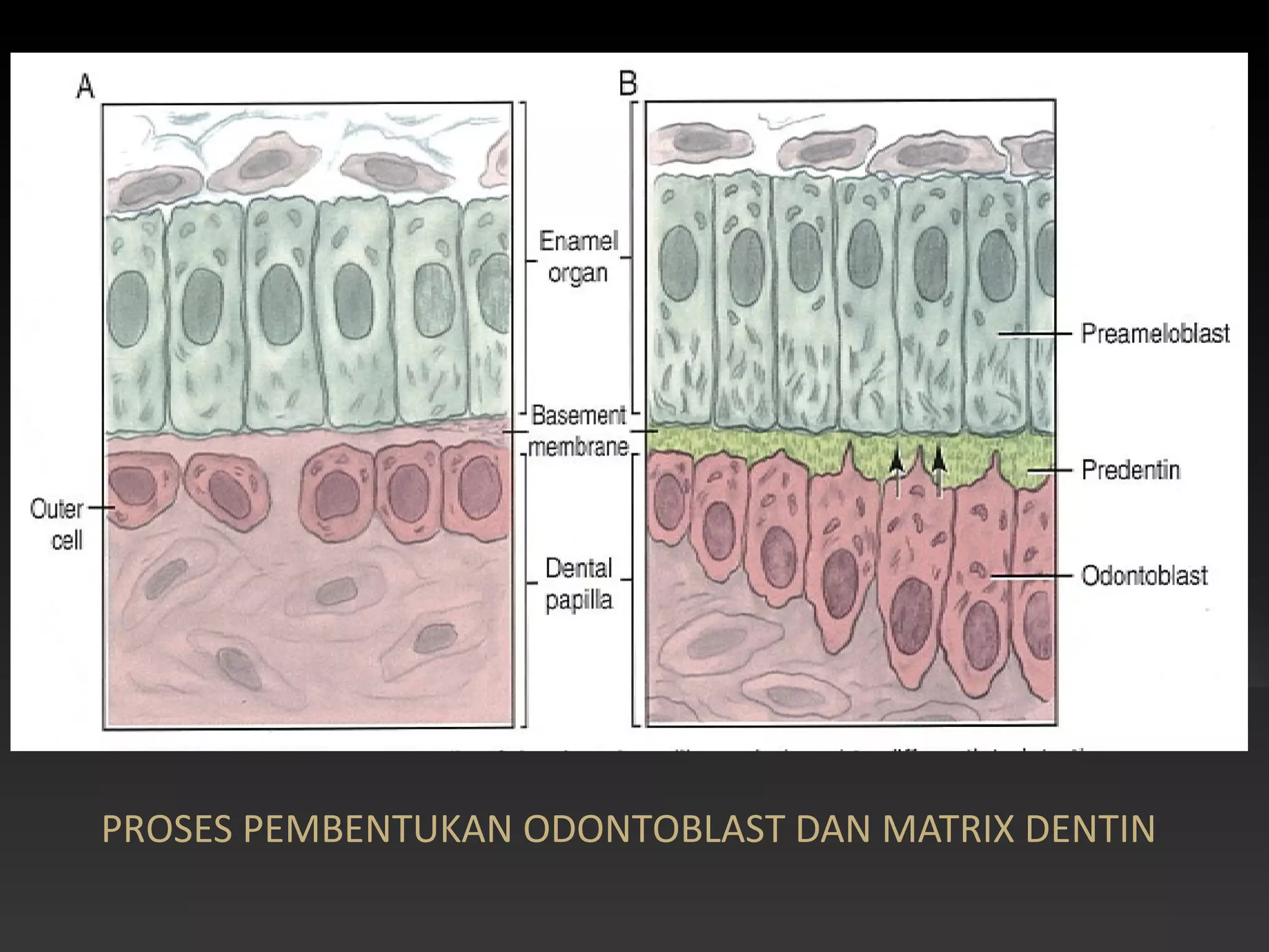 Proses Tumbuh Kembang Gigi | PPT