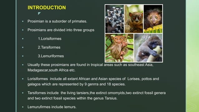 Prosimian.pptx