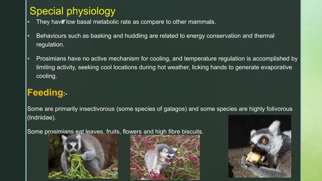 Prosimian.pptx