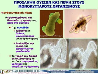 proslipsiousionkaipepsistousmonokittarousorganismous.ppt