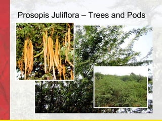 Prosopis Juliflora Pods