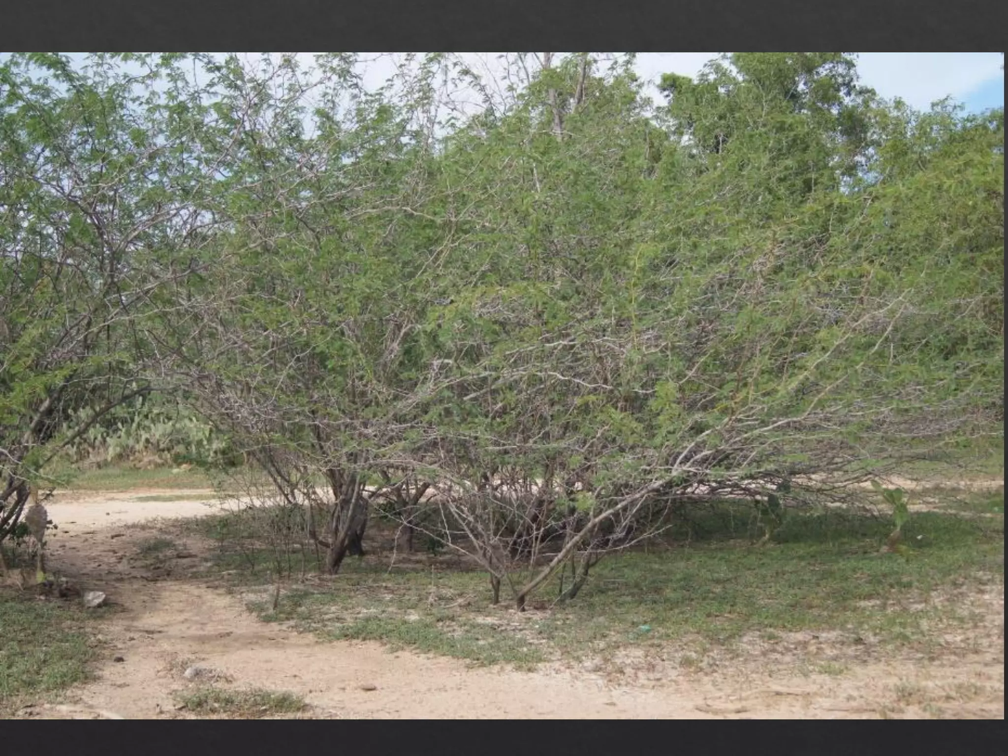 Prosopis juliflora tha_edit1 | PDF