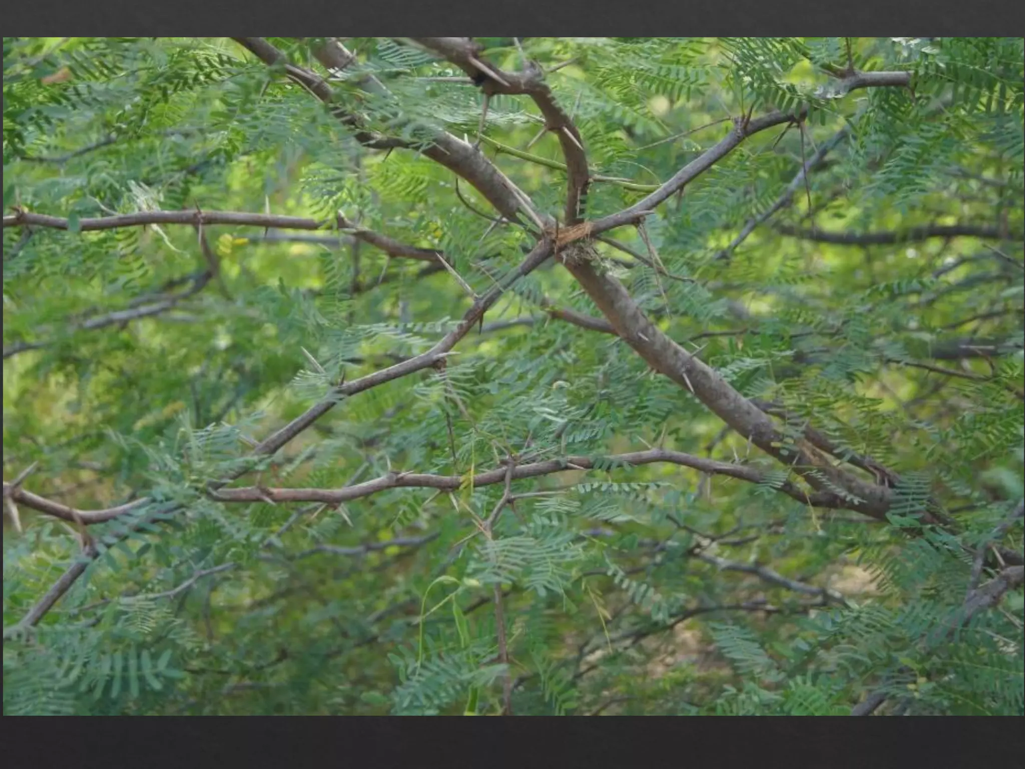 Prosopis juliflora tha_edit1 | PDF