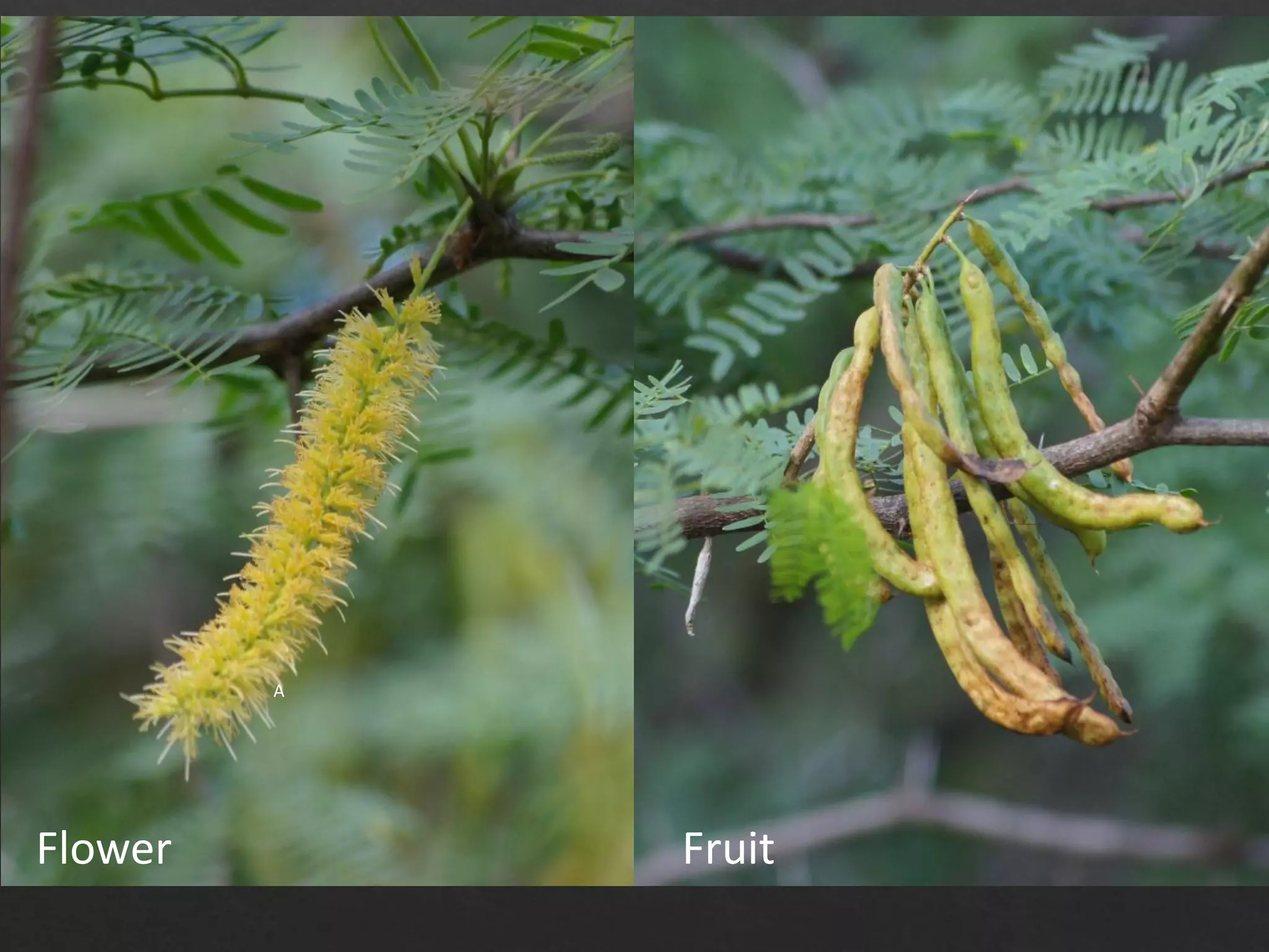 Prosopis juliflora tha_edit1 | PDF