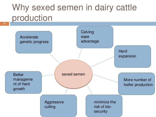 Prospect Of Sexed Semen In Dairy Cattle Production In Nepal