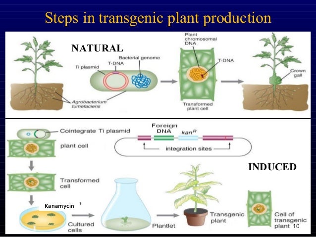 Prospectus and issues of transgenics in agriculture