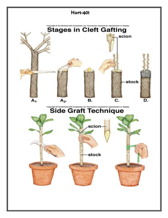 Prospectus of horticulture industry in pakistan