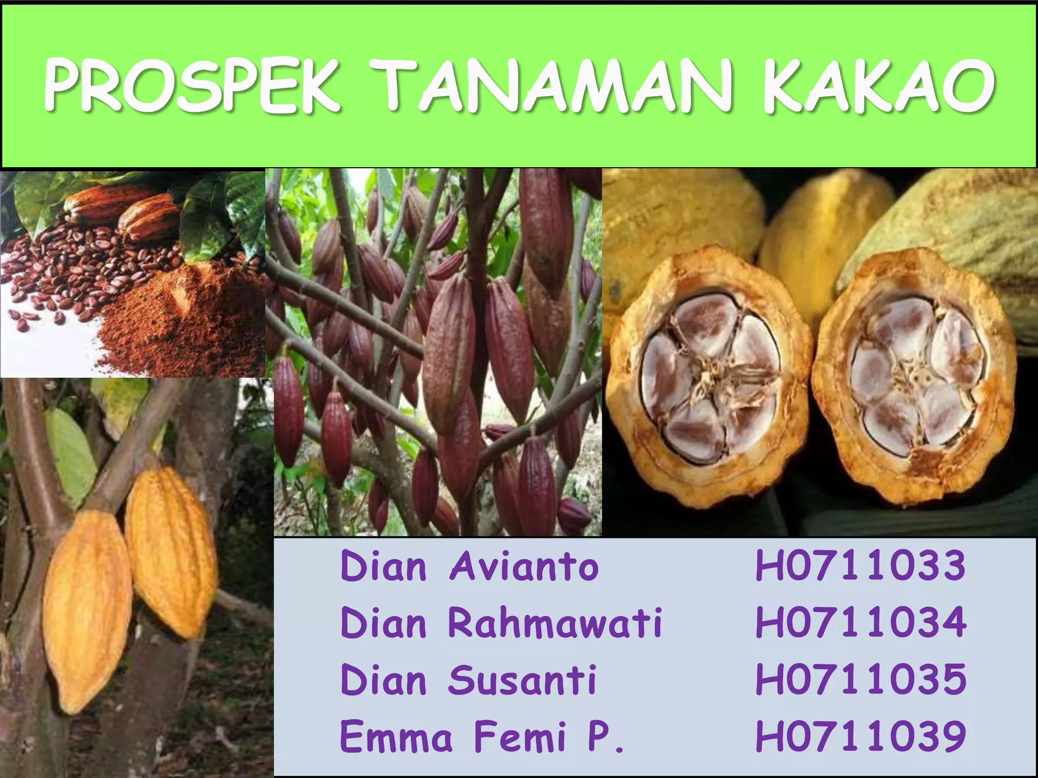 Prospek tanaman kakao di Indonesia | PPTX