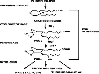 Prostaglandin | PPT