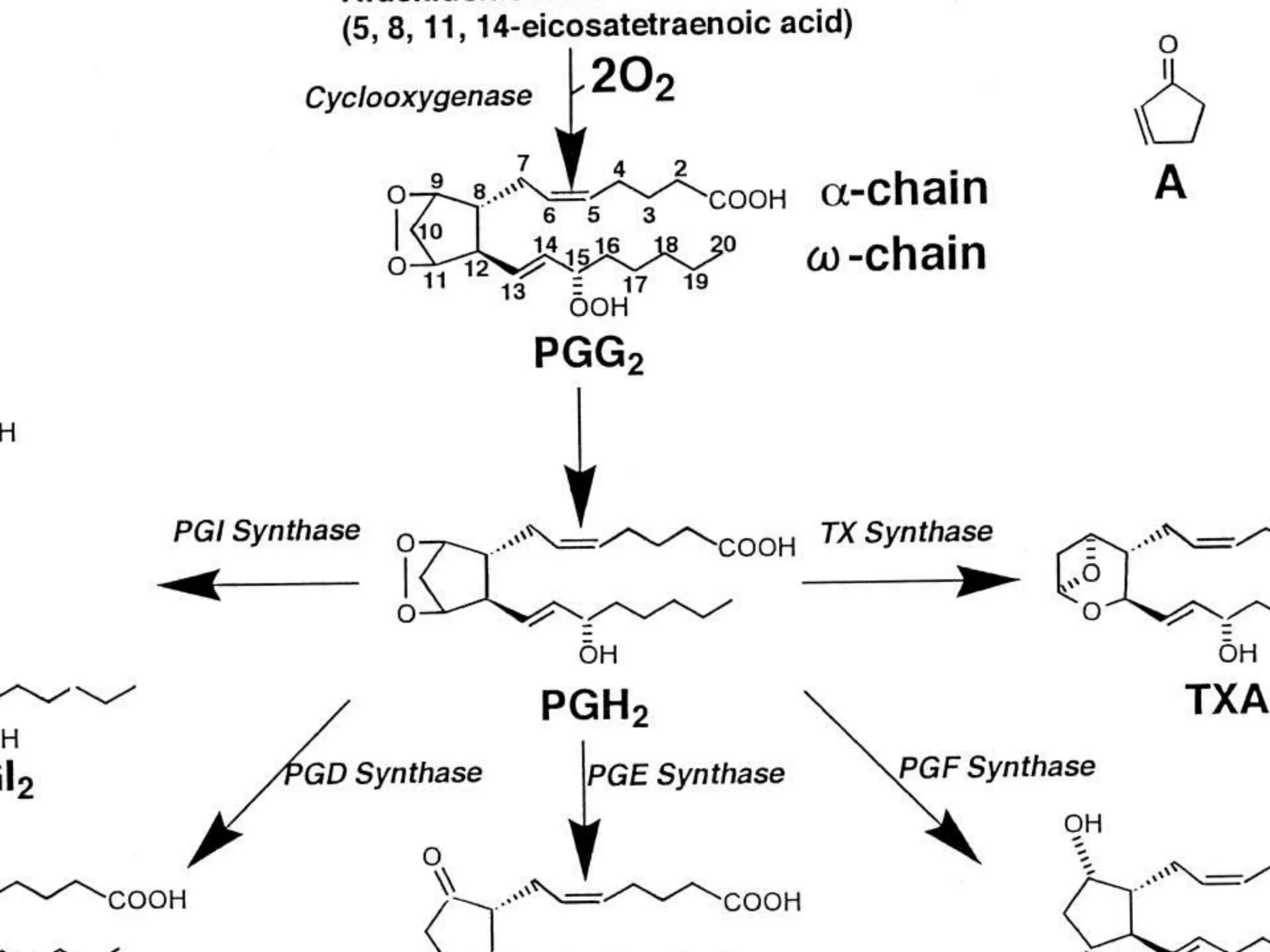 Prostaglandin, leukotriene, and thromboxane | PPTX