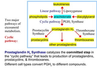 Prostaglandins | PPT