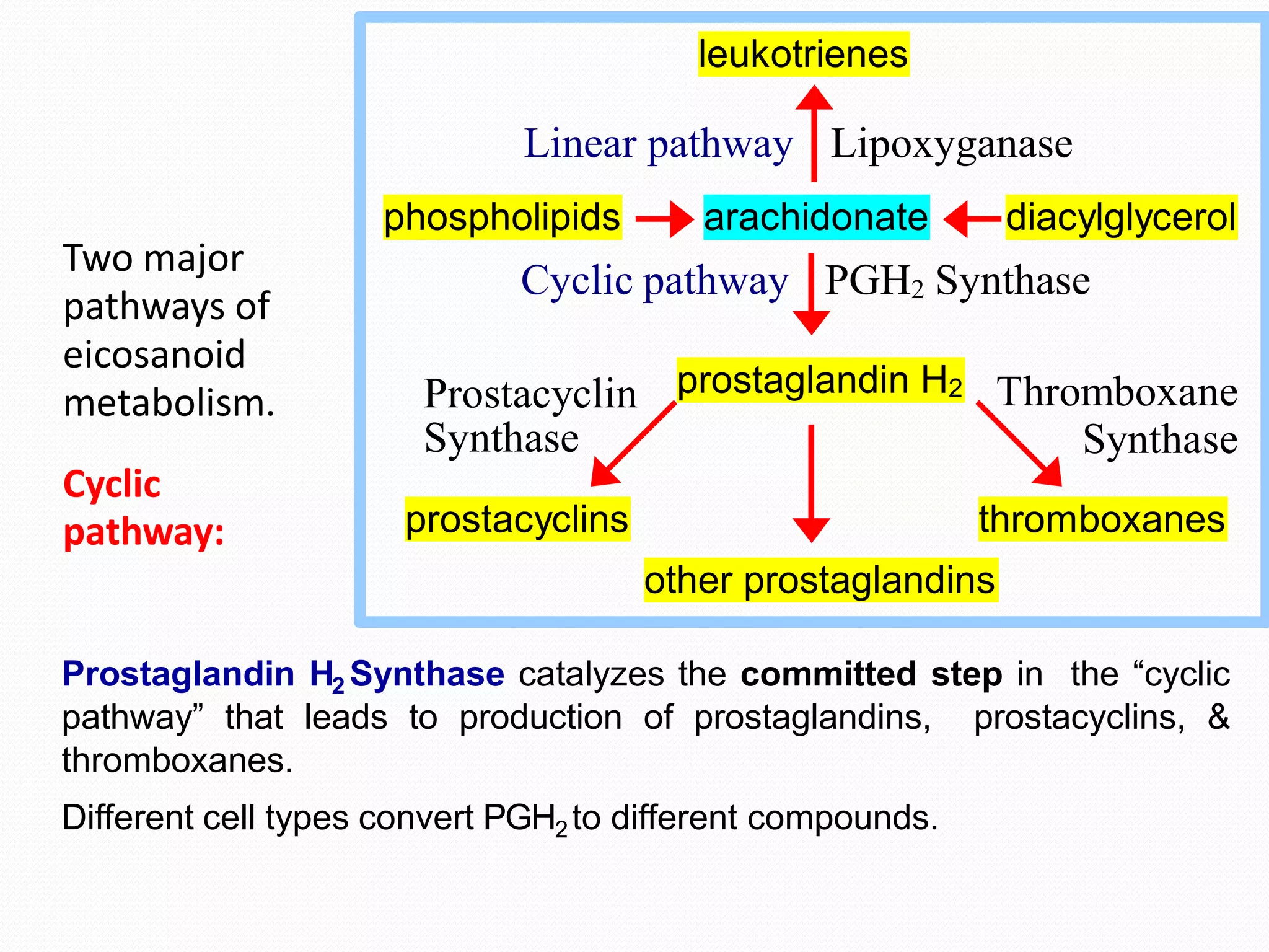 Prostaglandins | PPTX