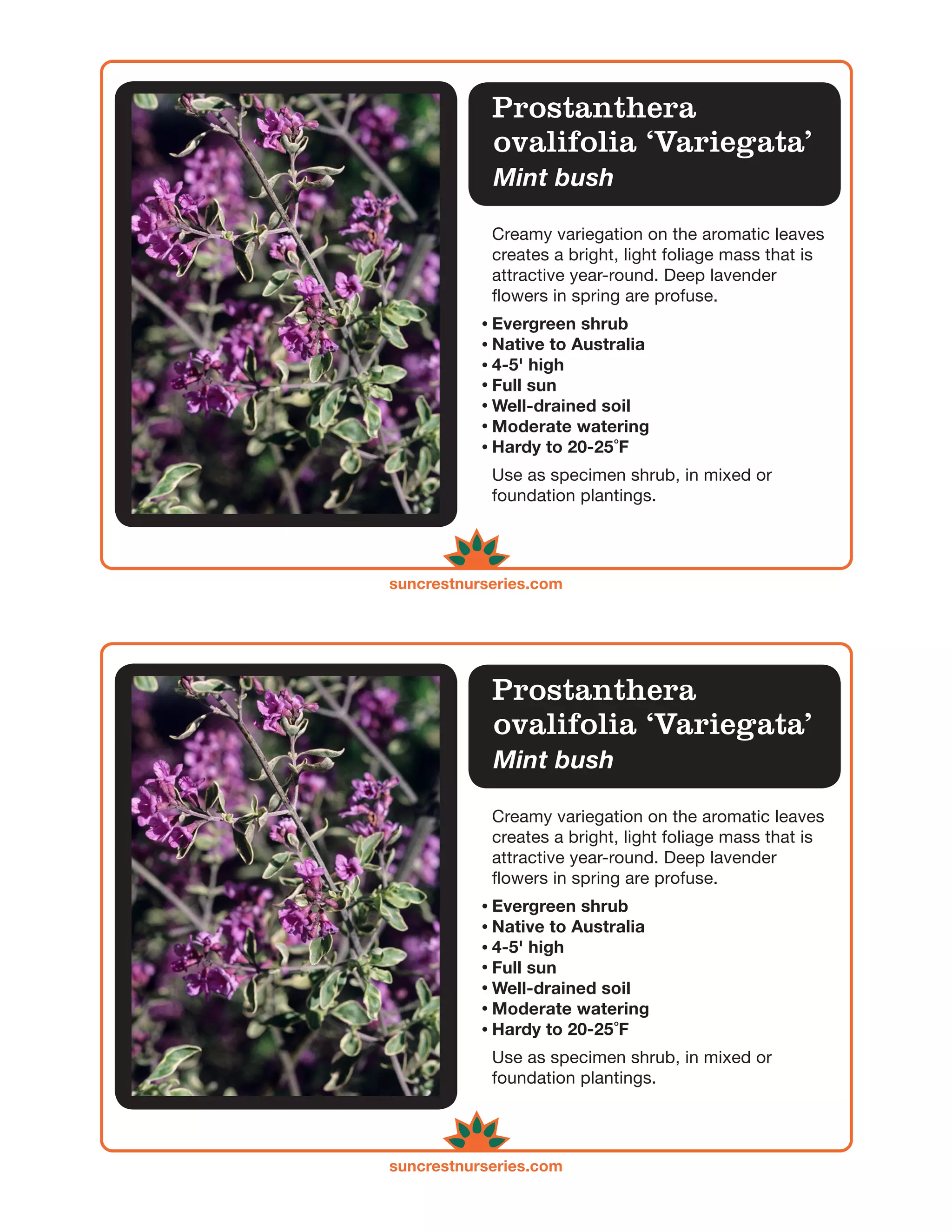 Prostanthera ovalifolia 'variegata' label | PDF | Gardening | Home & Garden