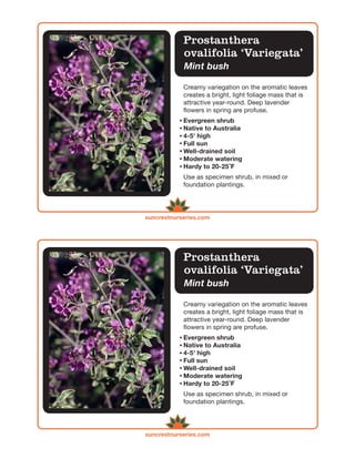 Prostanthera ovalifolia 'variegata' label | PDF | Gardening | Home & Garden