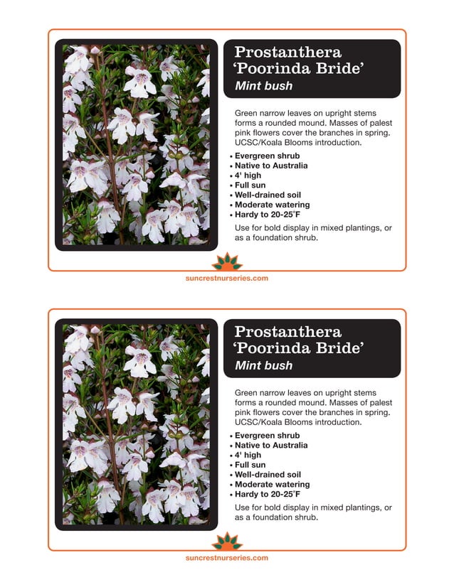 Prostanthera 'poorinda bride' label | PDF