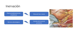 Próstata: Anatomía | PPTX