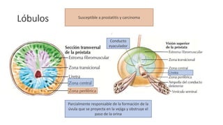 Próstata: Anatomía | PPT