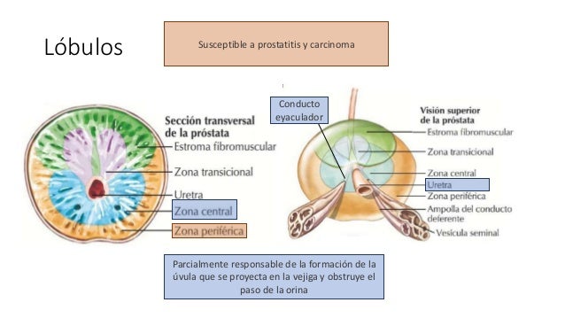 Próstata: Anatomía