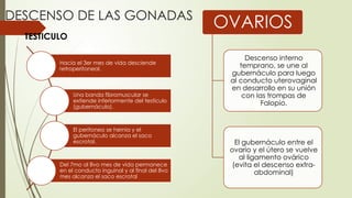 EXPOSICION DE LA UNIVERSIDAD TEMA PROSTATA NORMAL Y PATOLOGICA | PPTX