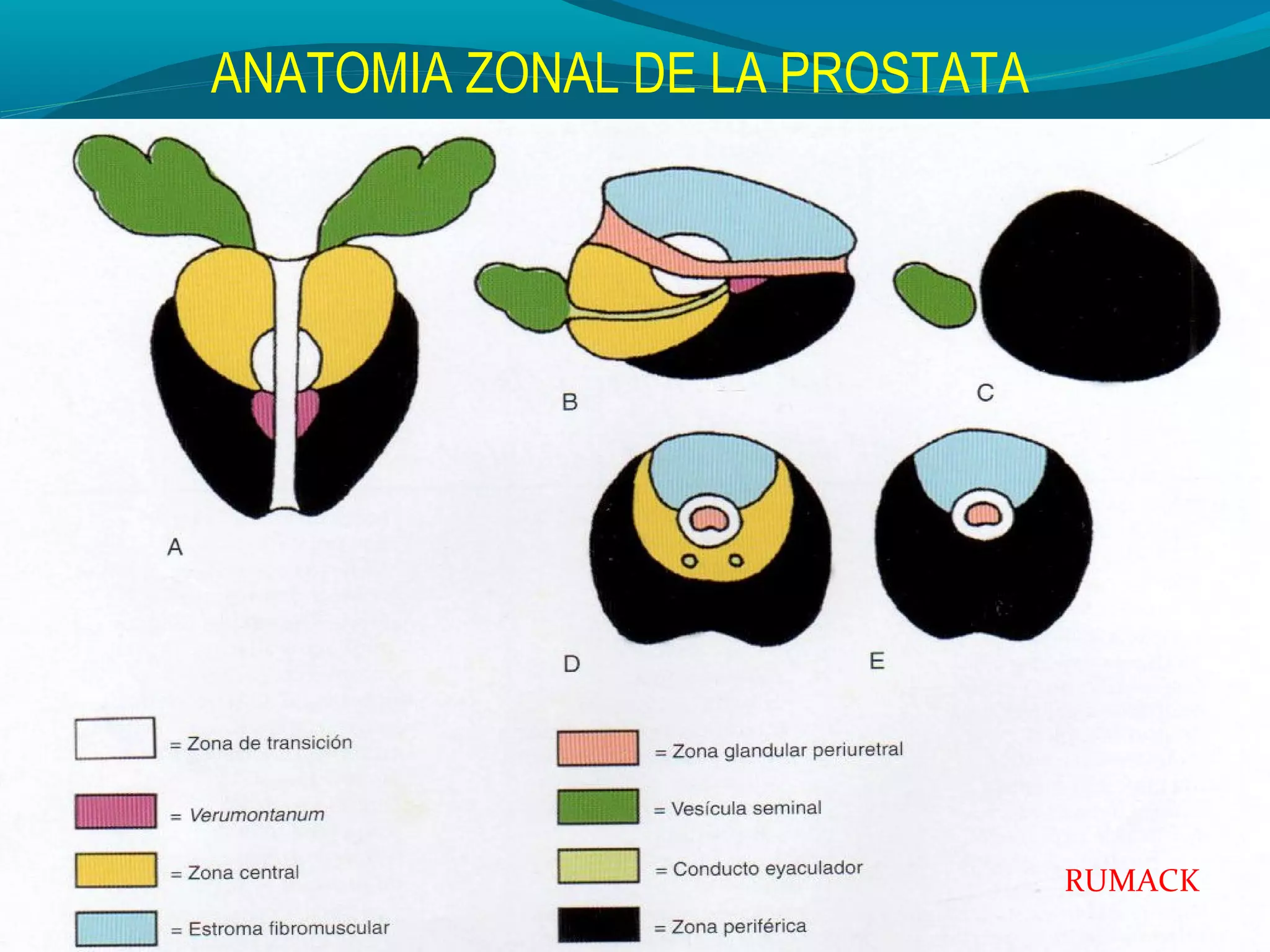 Prostata Anatomía
