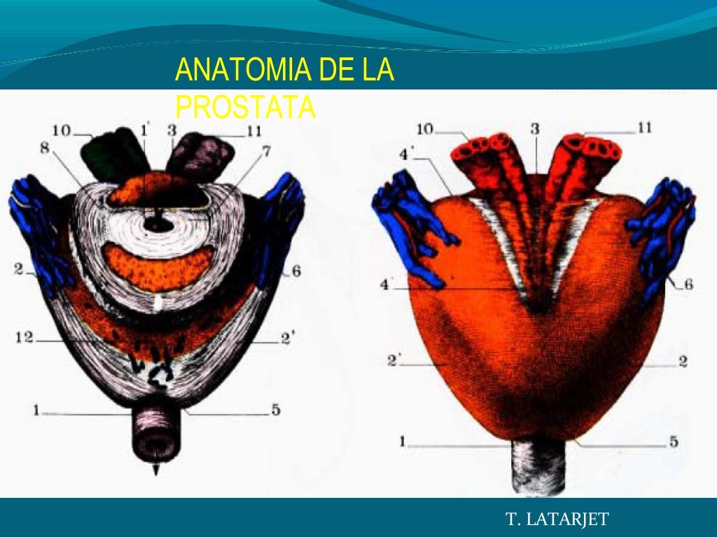 Prostata Anatomía