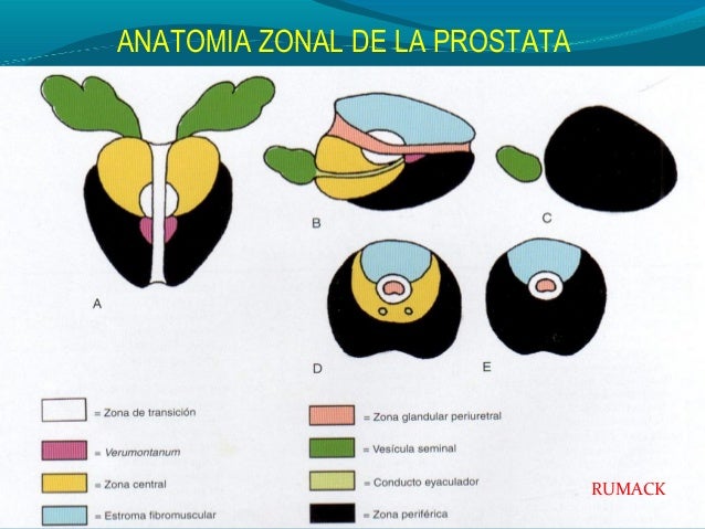 Prostata Anatomía